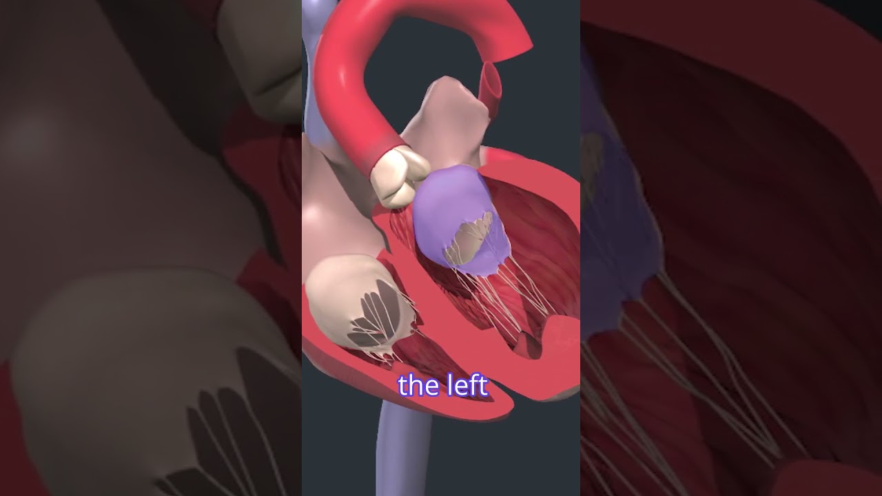 Circulation of the Heart: A Vital System in Motion