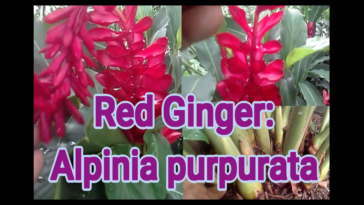 Growing Red ginger plant: Alpinia purpurata/ care and propagation