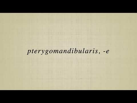 pterygomandibularis, e