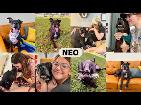 Dog for adoption - Neo Silly Sweet Kid Friendly Good Boy, a Labrador ...