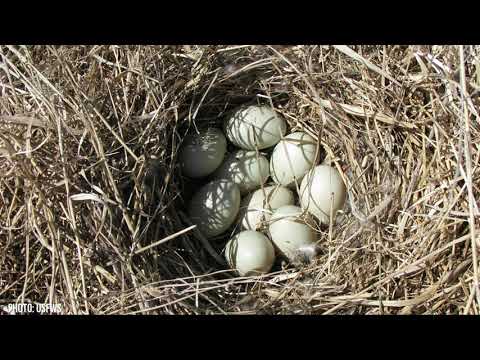 Duck Nests (Nature in Your Neighborhood)