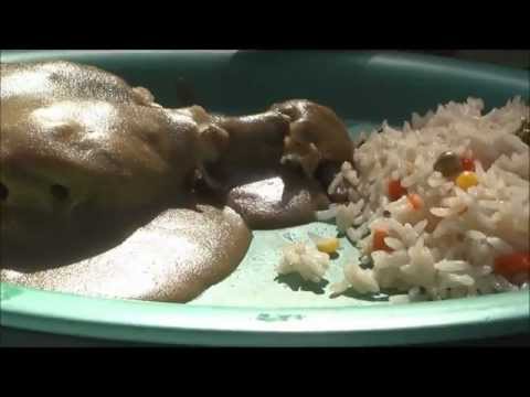 Celebrating Mole - Learn a little about Moles