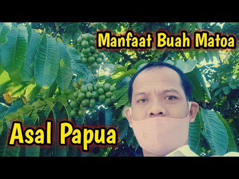 Buah matoa Dan Manfaatnya