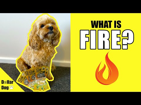 What is FIRE? The Financial Independence Retire Early Movement Explained