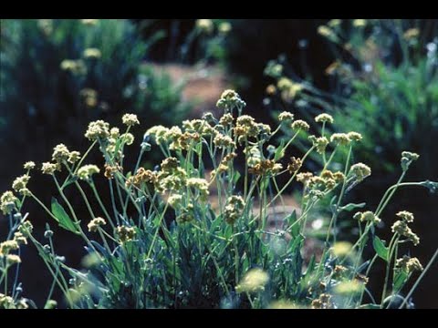 Guayule as an Alternative Crop [Bilingual English and Spanish]