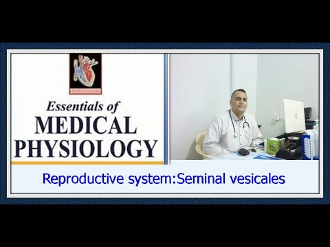 Essentials Of Medical Physiology :REPRODUCTIVE SYSTEM: Seminal Vesicles