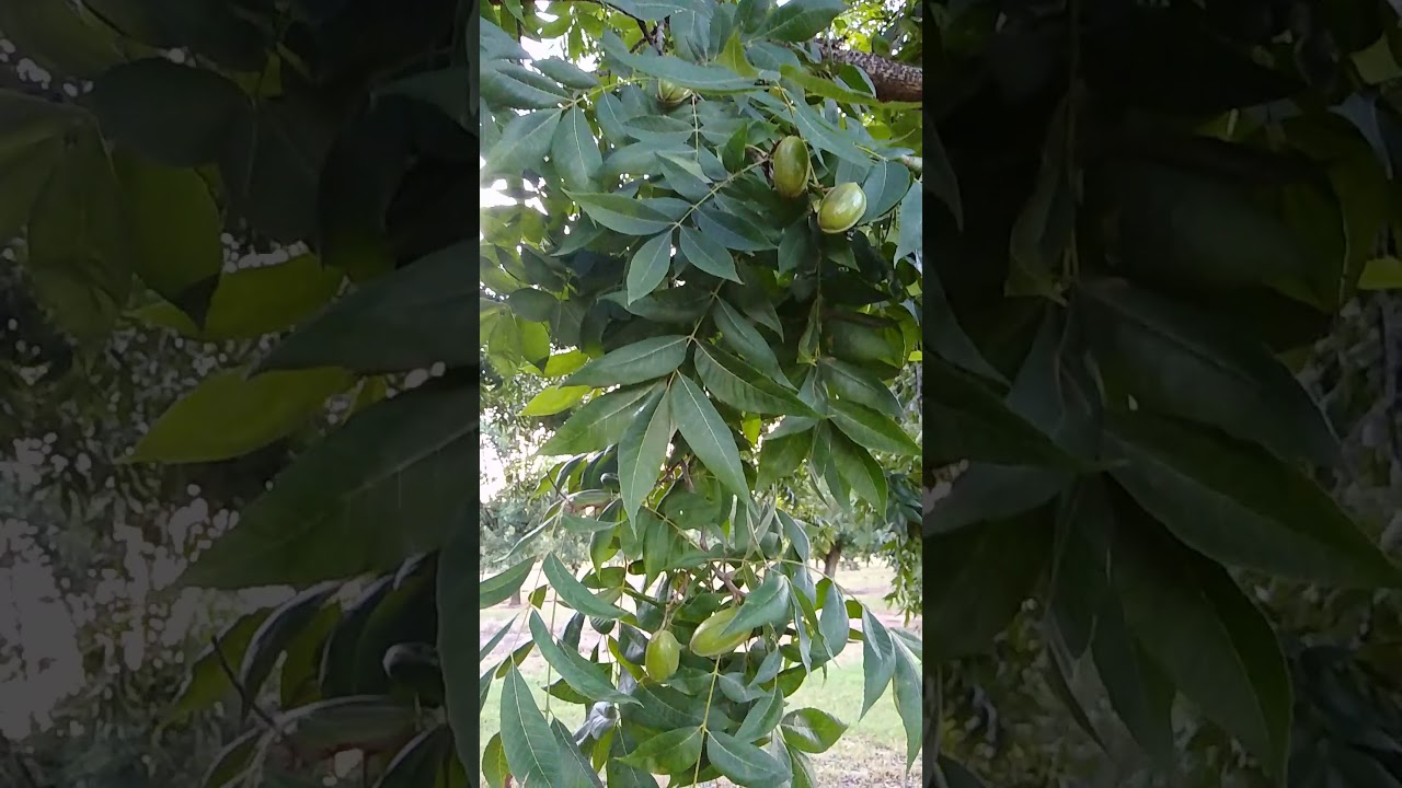 Loaded pecan trees