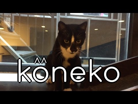 My Koneko Cat Cafe Experience Vlog!!! (Kitties EVERYWHERE)
