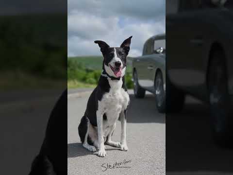 Dog Collars Product Photography