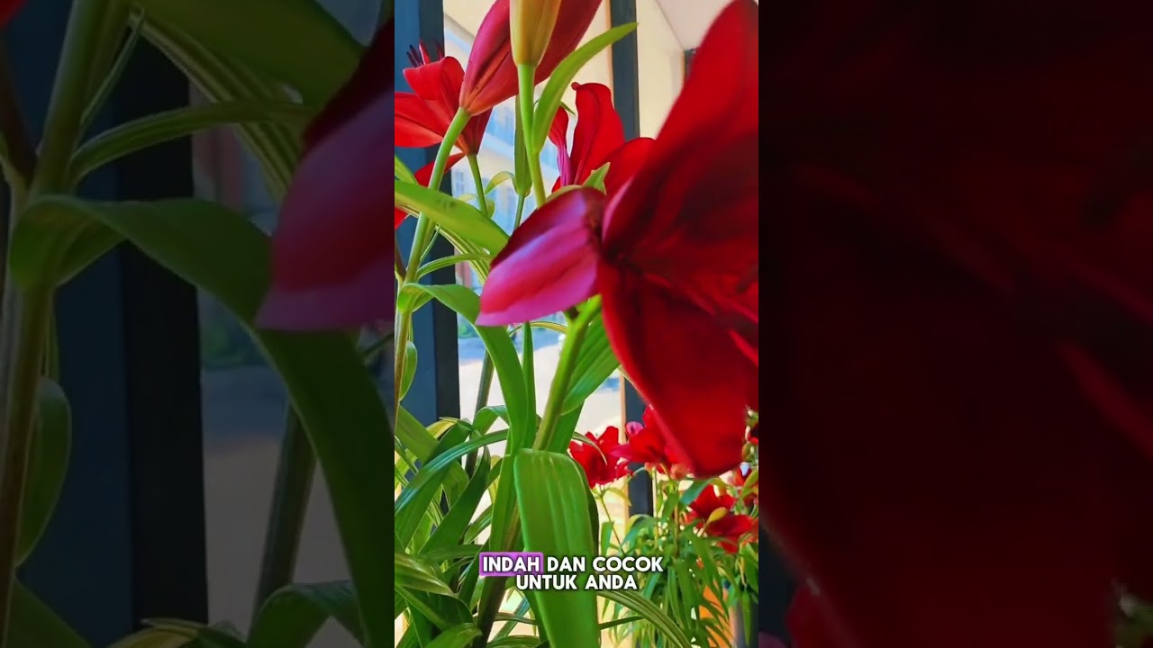 Alpha Lily Farm sudah buka di Denpasar - Sentra Bunga Lily terbesar di Bali WA 081139601032