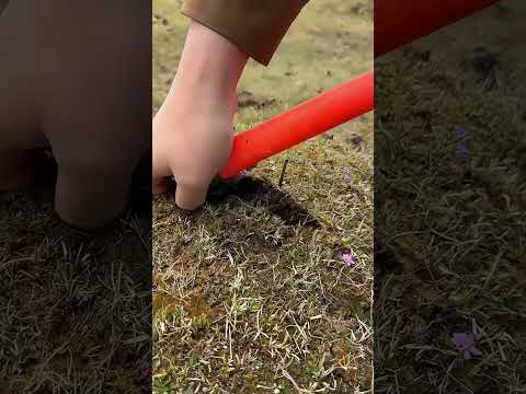 Digging Chinese Caterpillar Fungus !