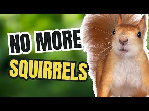 5 EASY Tips to Keep Squirrels Off Your Bird Feeders