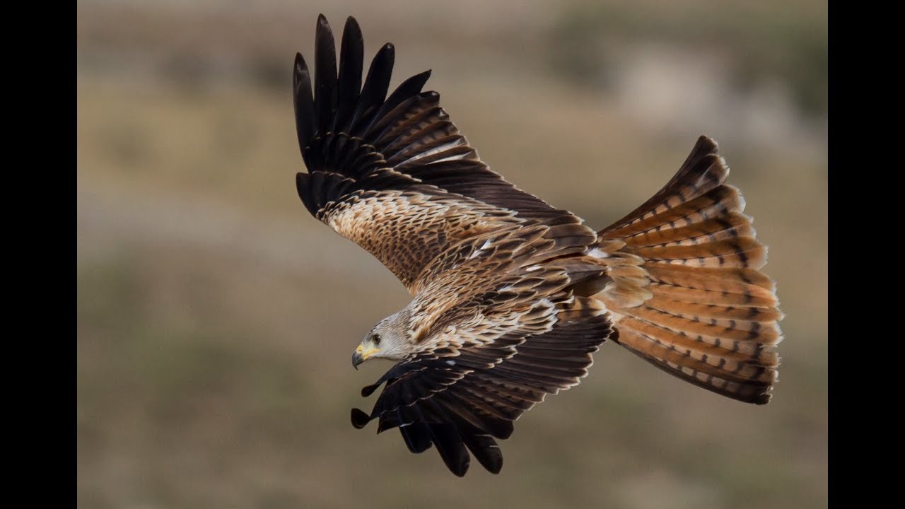Milano real - Milvus Milvus - Red Kite bird por José Manuel | Vídeo ...