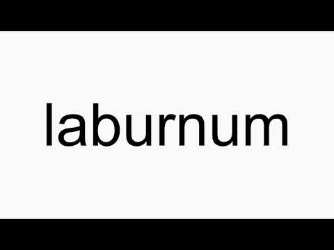 How to pronounce laburnum