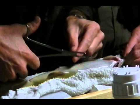 MDIFW Fisheries Biolgists Implant Brown Trout with Radio Tags