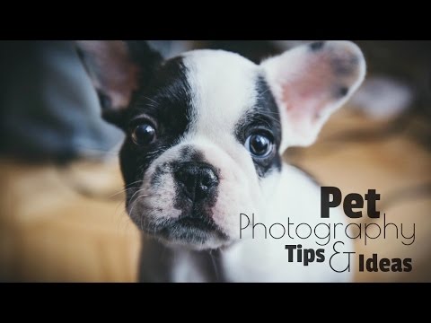Pet Photography Tips and Ideas