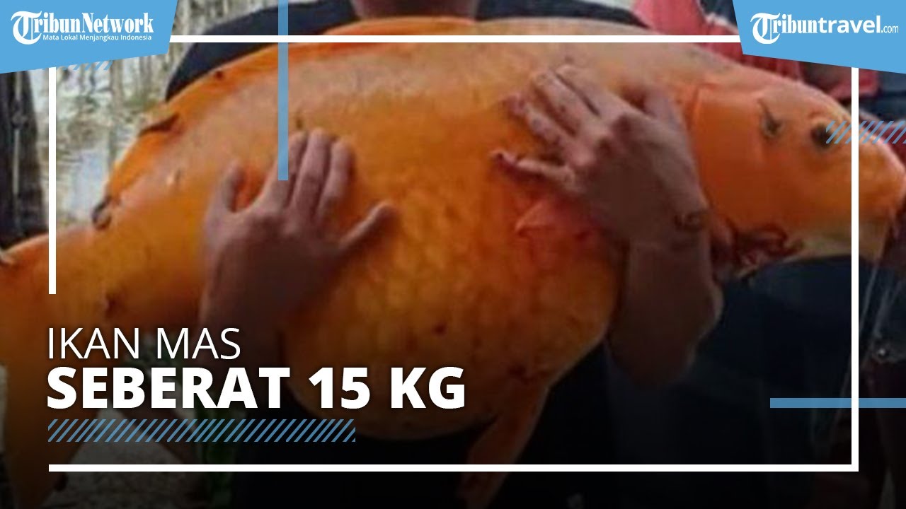 Viral di Medsos Video Penangkapan Ikan Mas Seberat 15 Kg Ditemukan di ...
