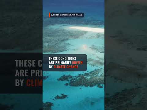 Australia’s Great Barrier Reef suffers major coral bleaching