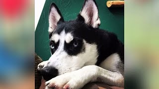 A Husky Killed 24 Animals In A Small Utah Town In Just A Few Hours