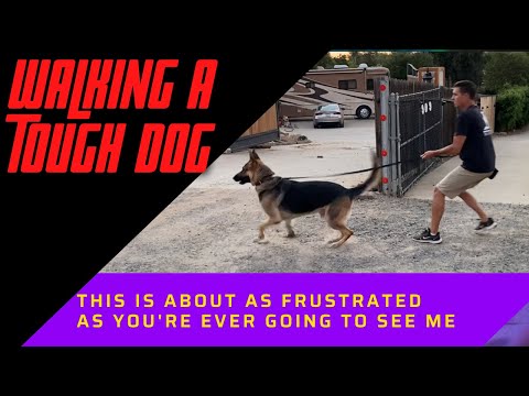 Struggling with loose leash walking? We all go through it!