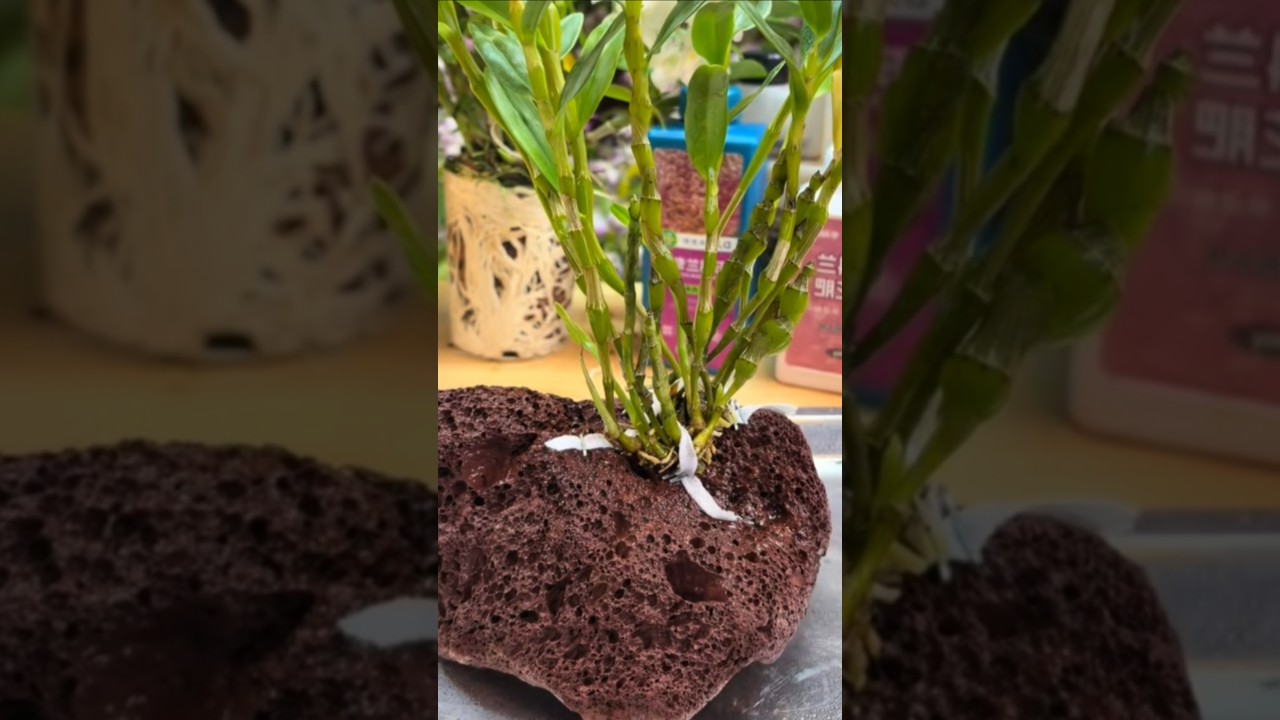 Following Simple Tips! growing dendrobium plants on the rock #short 🌳🌳🌱🌱