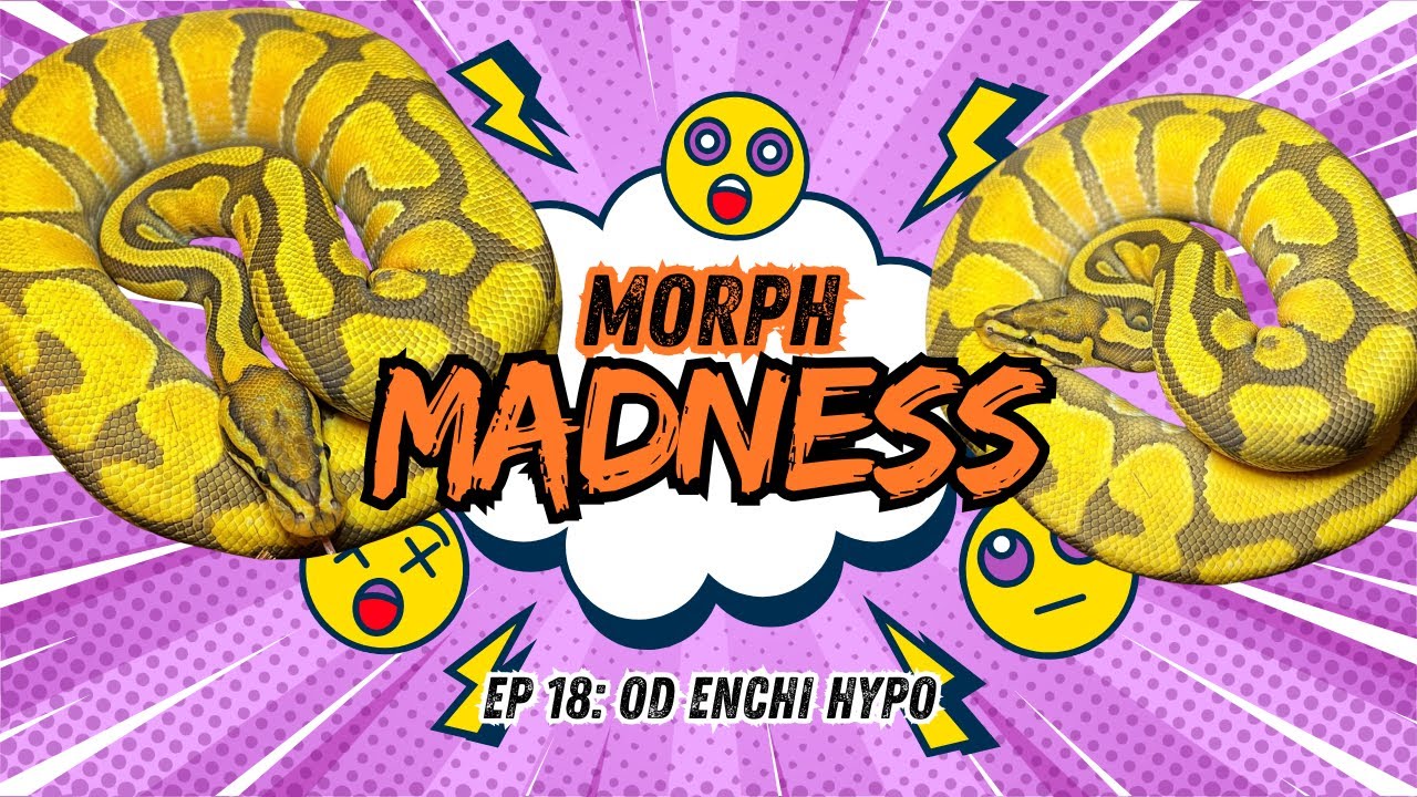 MORPH MADNESS: OD ENCHI HYPO BALL PYTHON