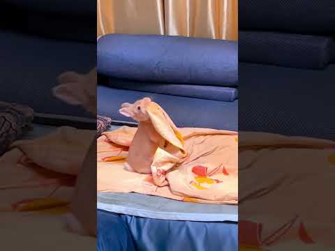 Cute Rabbits Funny Moments #rabbit #bunny #pets #animals #petcare #petvideos #fyp #shorts