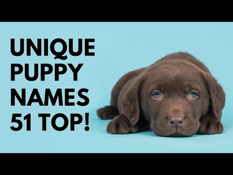 ๐ถ Unique Puppy Names 51 BEST ๐พ TOP ๐พ CUTE ๐พ Ideas | Names