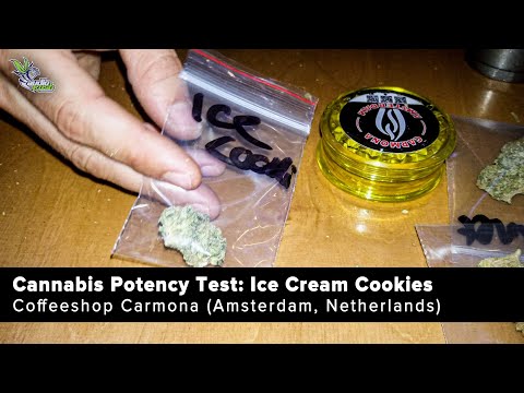THC testing - Ice Cream Cookies cannabis strain - Coffeeshop Carmona (Amsterdam)