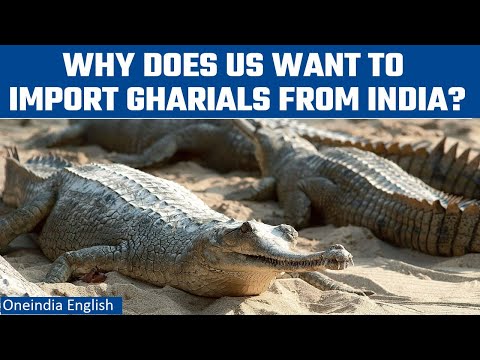 US reptile sanctuary intends to import gharials and mugger crocodiles from India | Oneindia News