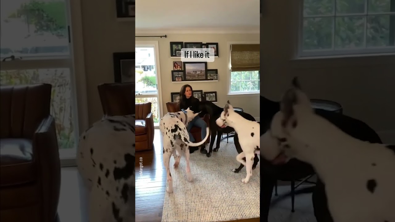 I want all the Great Danes! Harlequin, Mantle, Merle, Brindle, Black, Blue, and Fawn