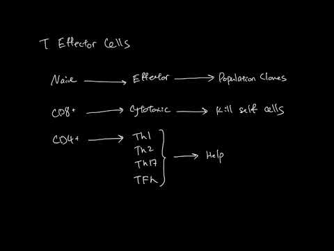 T Effector Cells