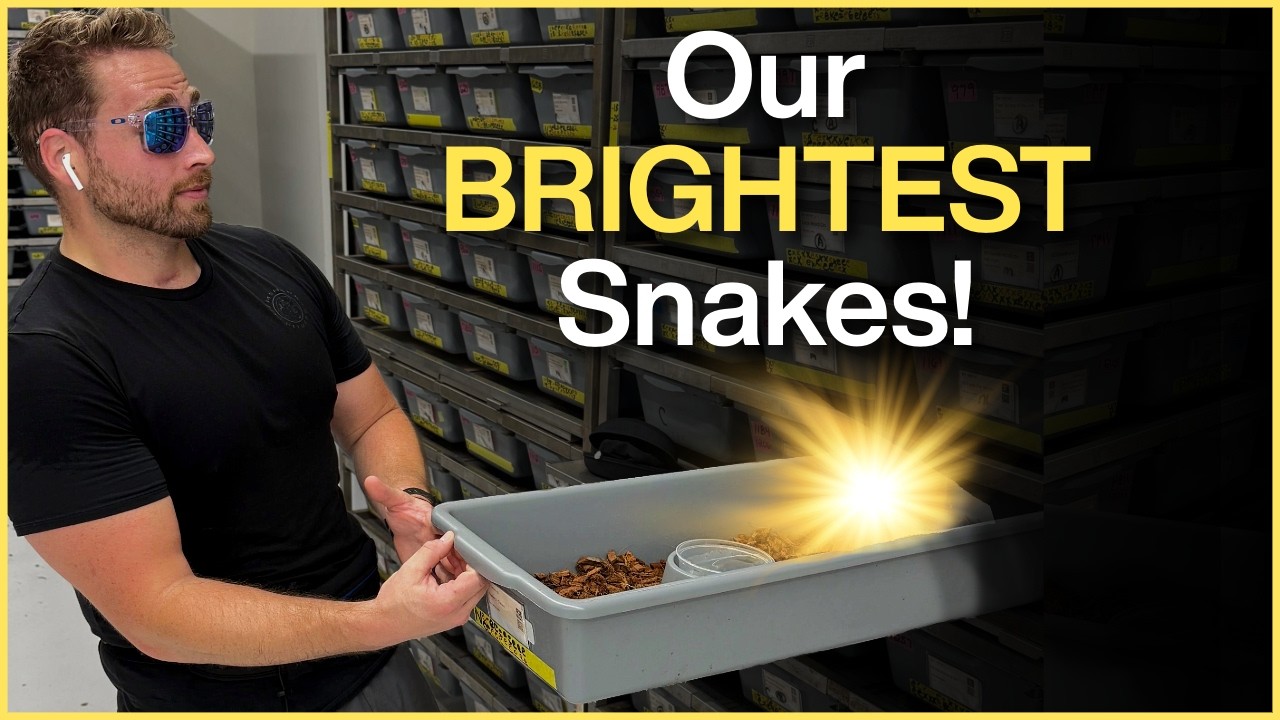 Brightest Ball Python Combos You’ve NEVER Seen (Probably)