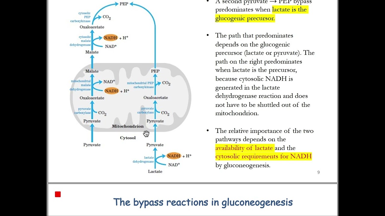 BBT315 L 8 Carbohydrate metabolism