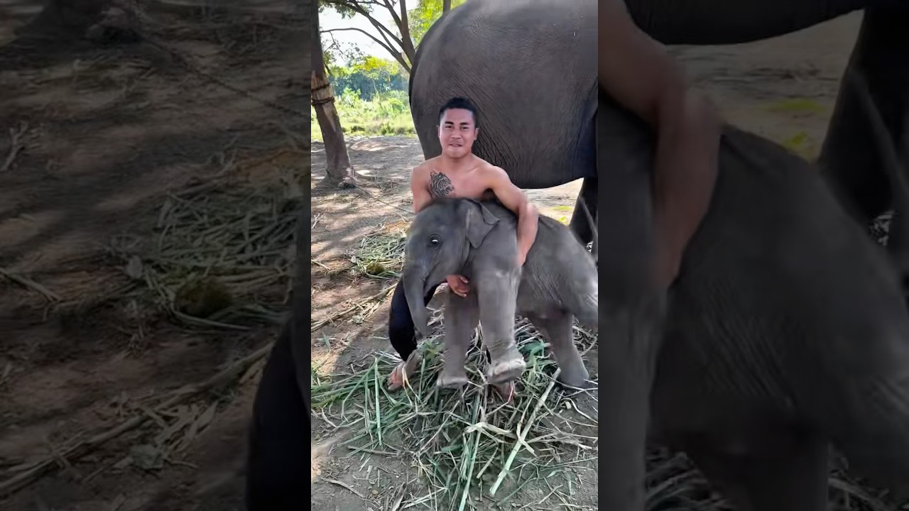 Baby elephant long to be held #animal #cute #elephant #funny #babyanimal