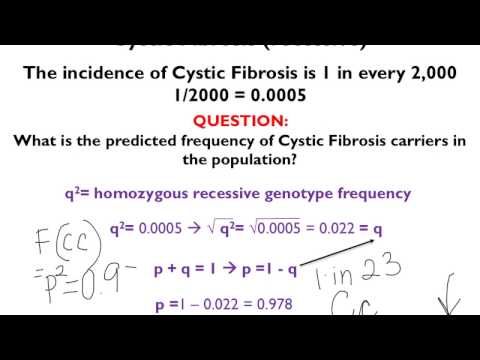 Apply Hardy-Weinberg Equation