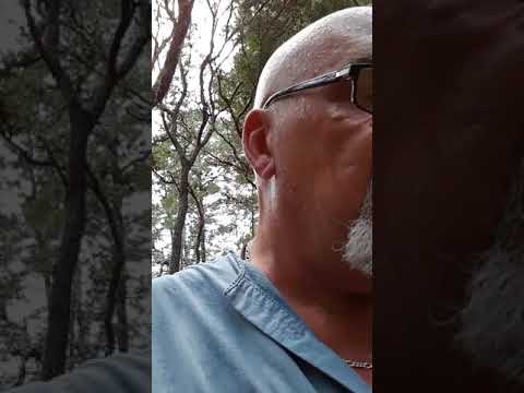 Fire starting tinder Fatwood lighter knot from pine tree how to identify