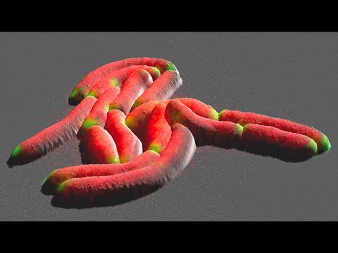 3D image of live bacteria, with nanometer resolution