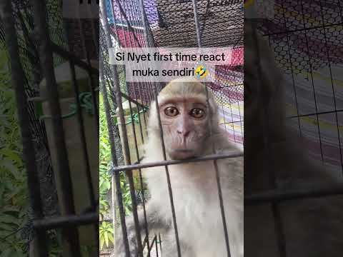 monkey first time react to it's face