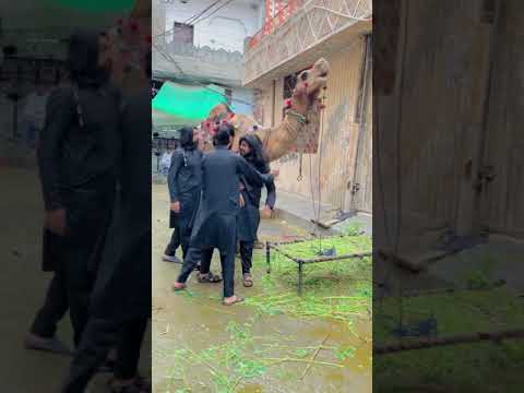 Last day before qurbani / danishmeher camel video