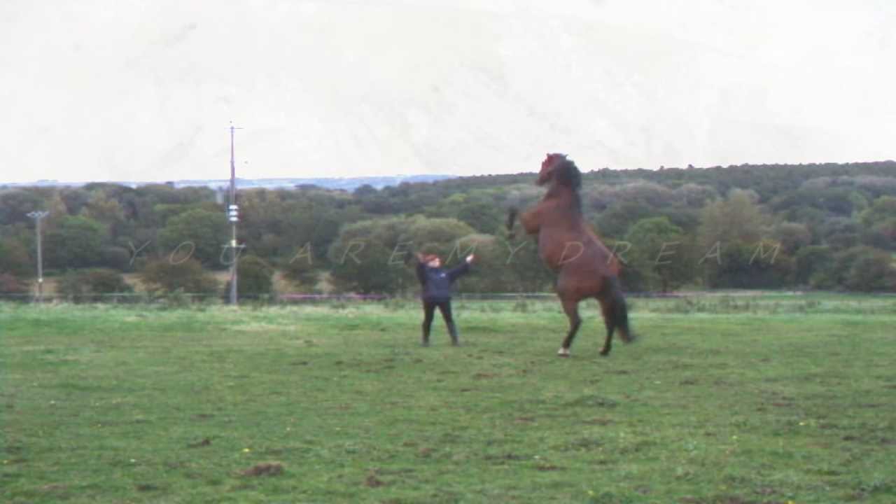 Tricktraining - Rearing on command!