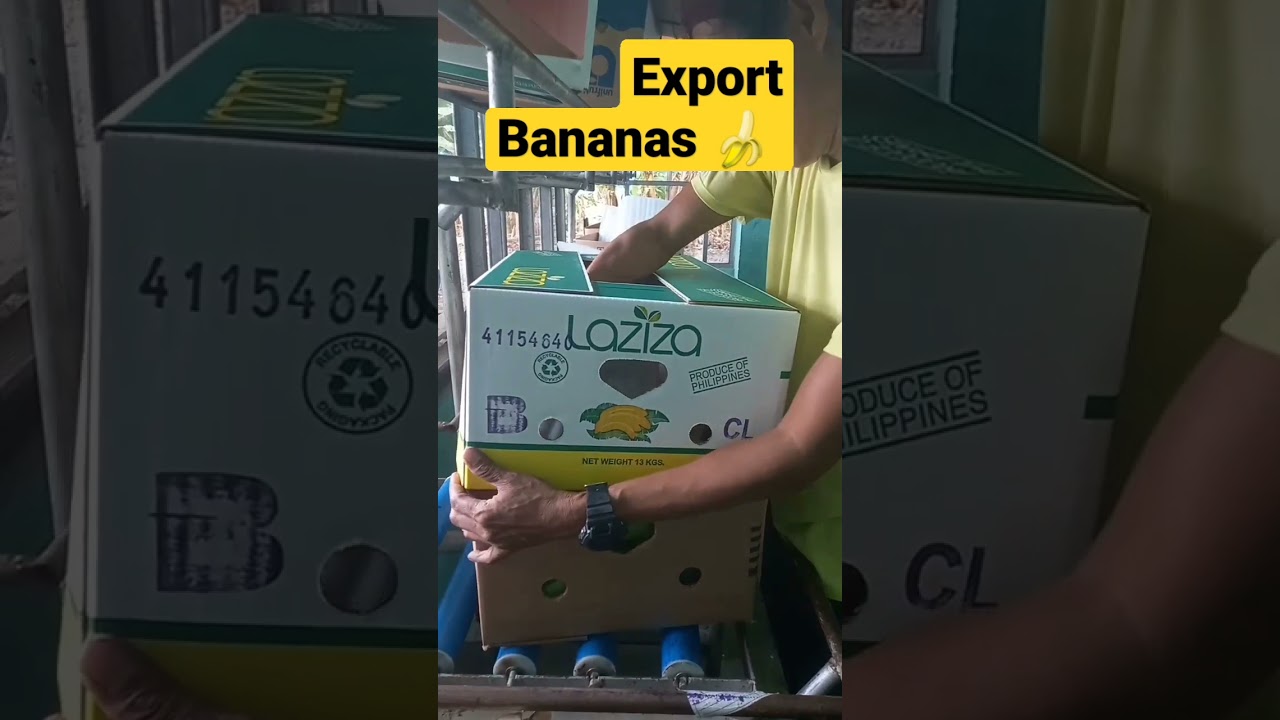Banana packaging for export #banana #packaging #export #shorts
