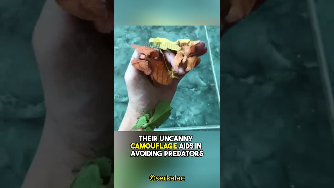 Phasmatodea - Ninja Insect's