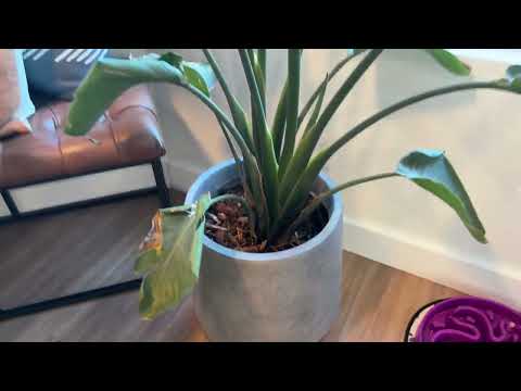 What pot should I use for my indoor bird of paradise plant and fiddle leaf trees / Amazon planters