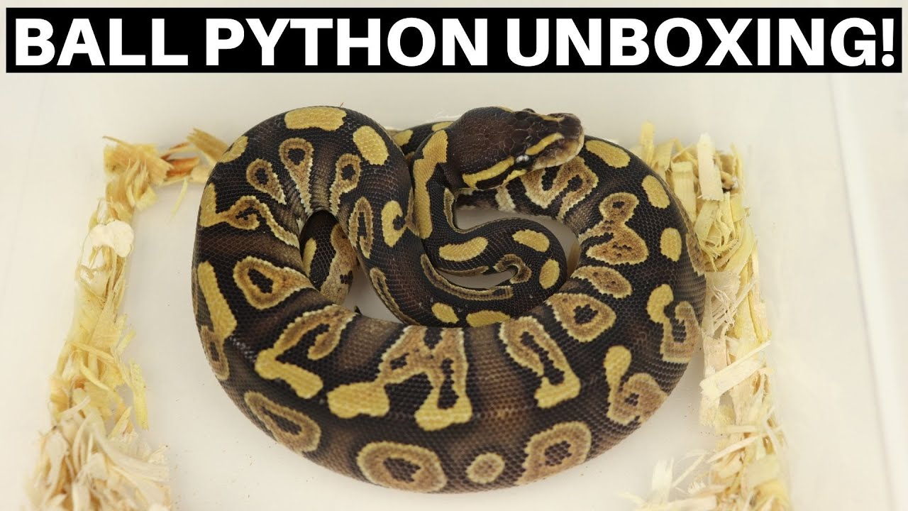 Ball Python Unboxing From DnK Reptiles! Phantom Ball Pythons! - Benjamin's Exotics