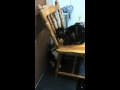 Tuxedo Cat Fight Watch HD Mp4 Video Download Free