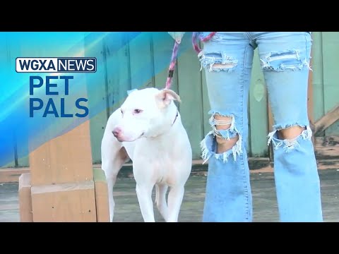 Pet Pals - Kim
