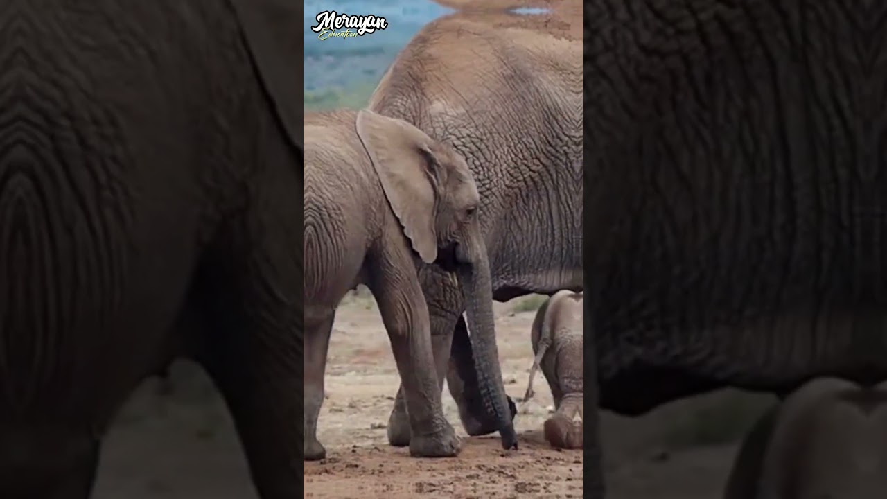 GAJAH NGOBROL DENGAN KAKI 😱😱 #shorts #gajah #hewan #ilmupengetahuan #binatang