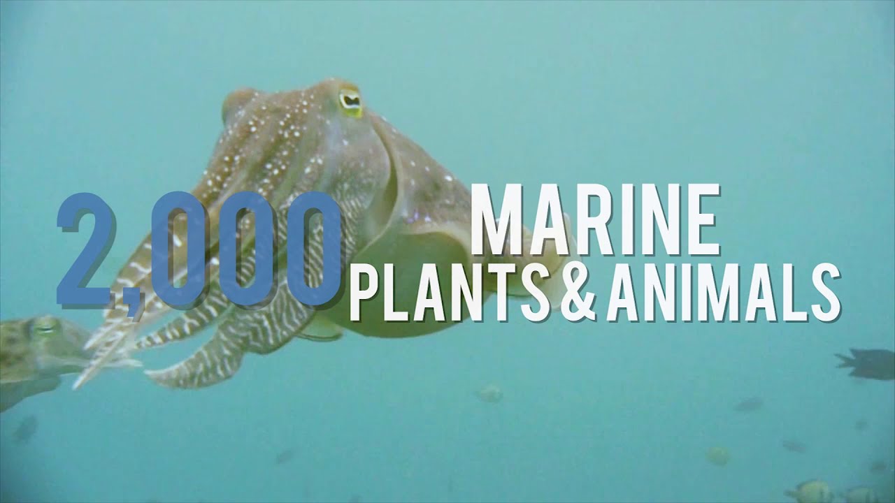 Phil Marine Biodiversity (Documentary)