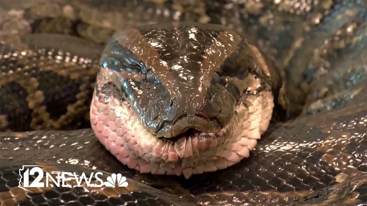 WILD: Bobcat kills python